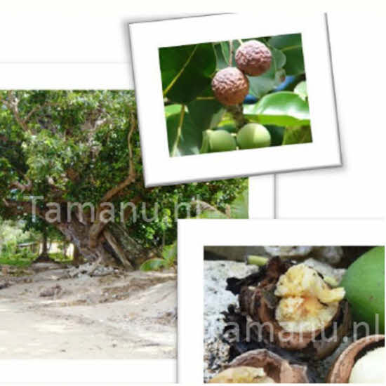 Why Tamanu Oil Works 1953