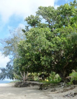 Benefits of Tamanu Oil | Volcanic Earth